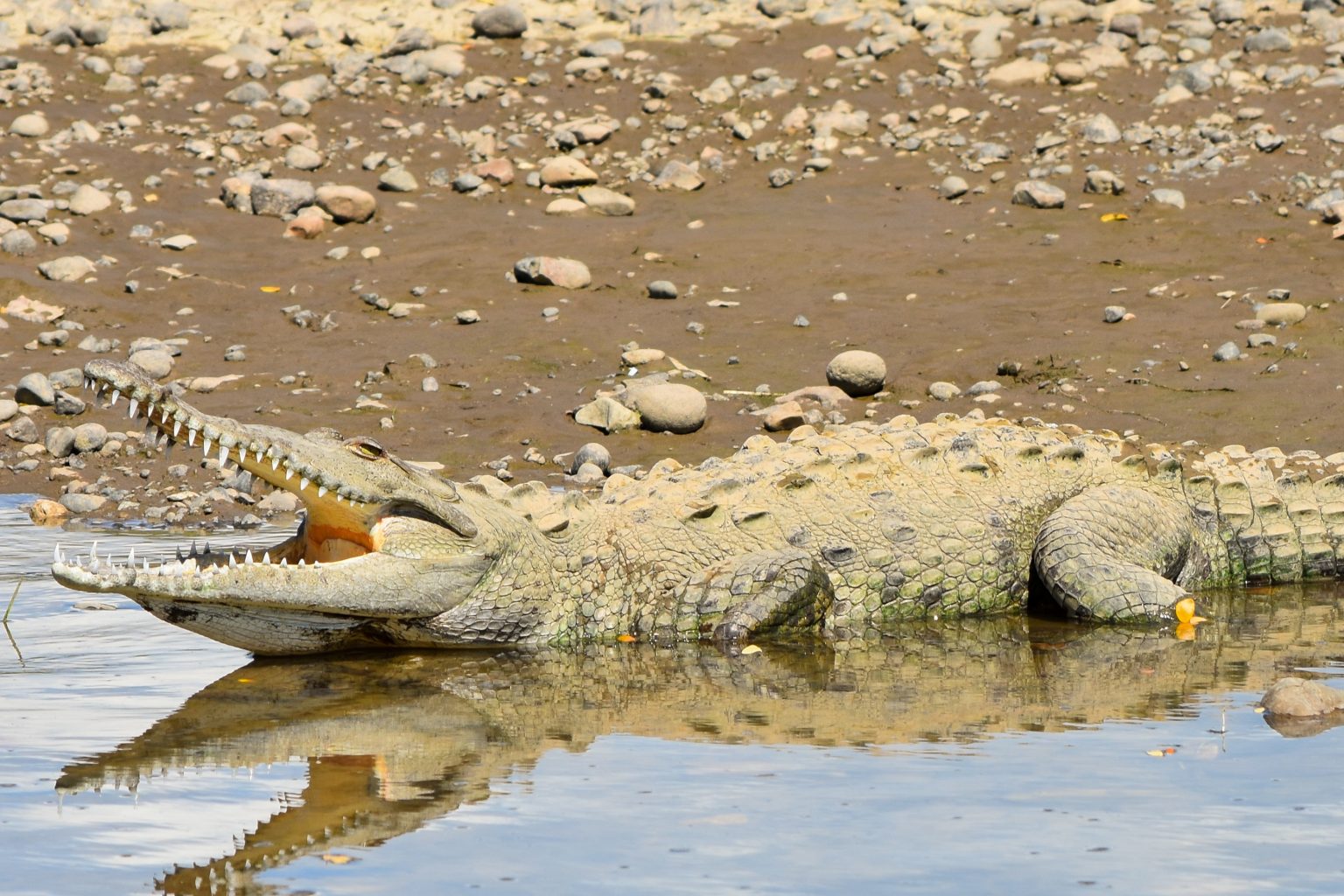 crocodiles in costa rica